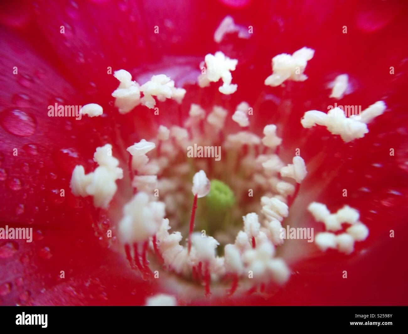 Lobivia hi-res stock photography and images - Alamy