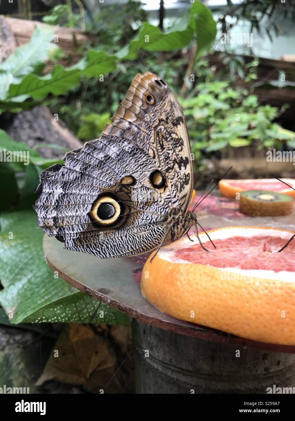 Eyespot High Resolution Stock Photography and Images - Alamy