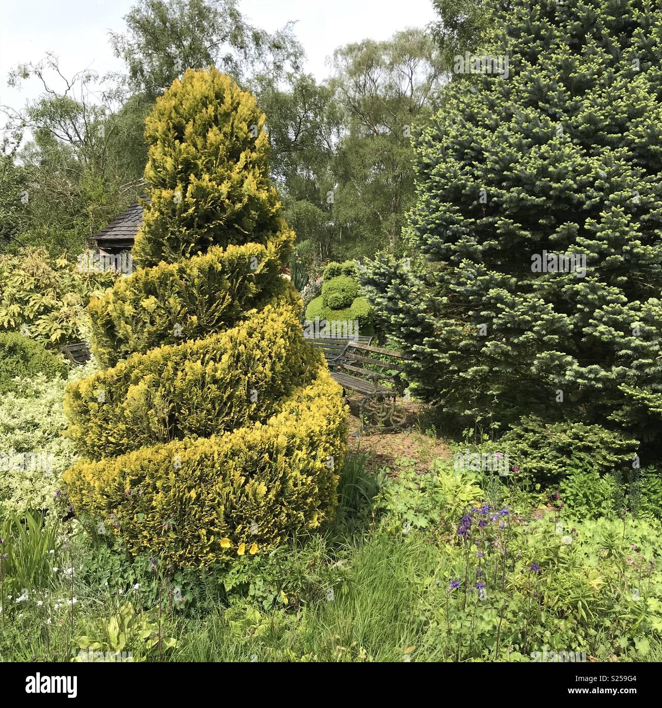 Topiary tree and topiary bear in a beautiful garden Stock Photo - Alamy