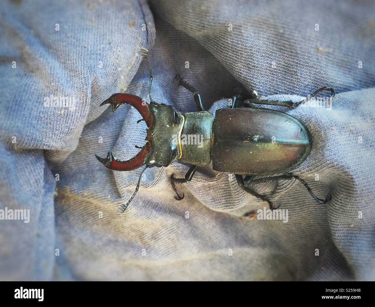 Stag beetle, Lucanus cervus Stock Photo - Alamy