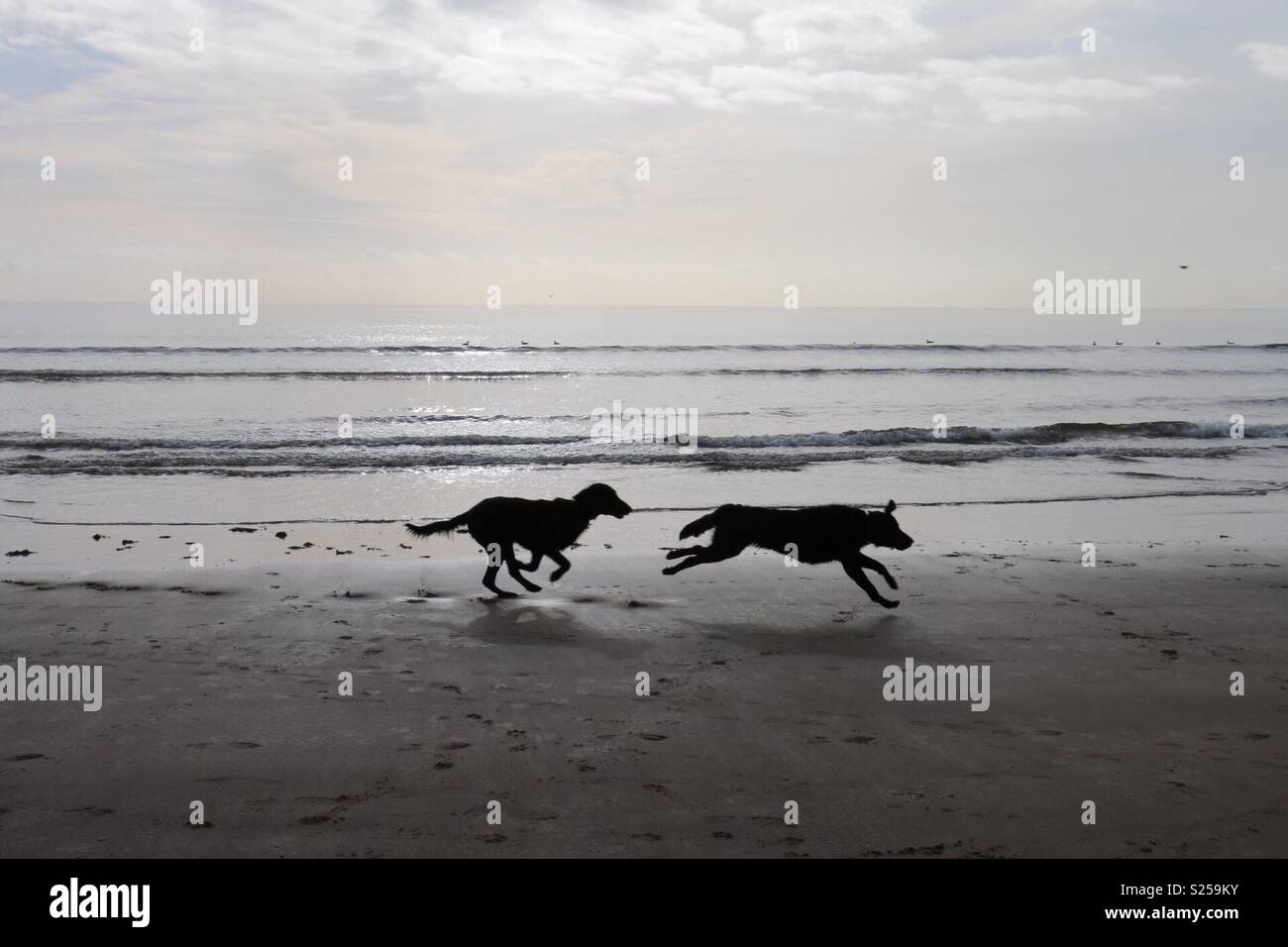 Dogs chasing hi-res stock photography and images - Alamy
