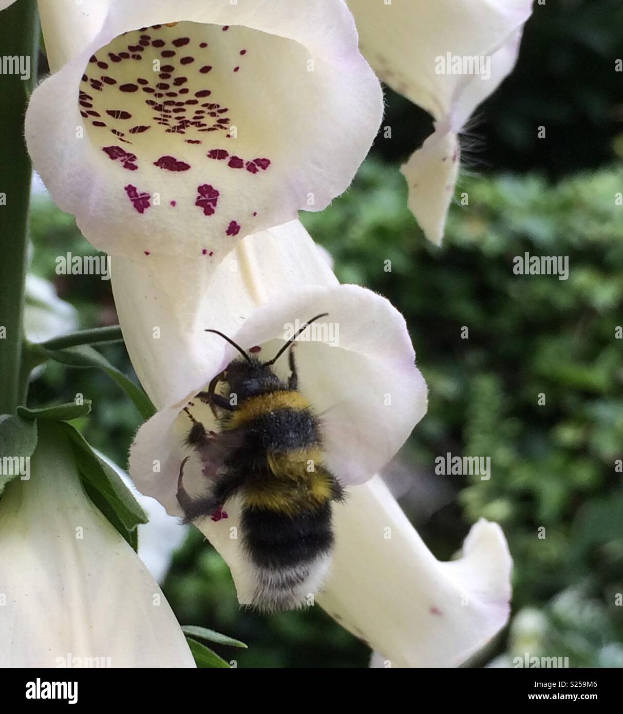 Bee foxglove hi-res stock photography and images - Alamy