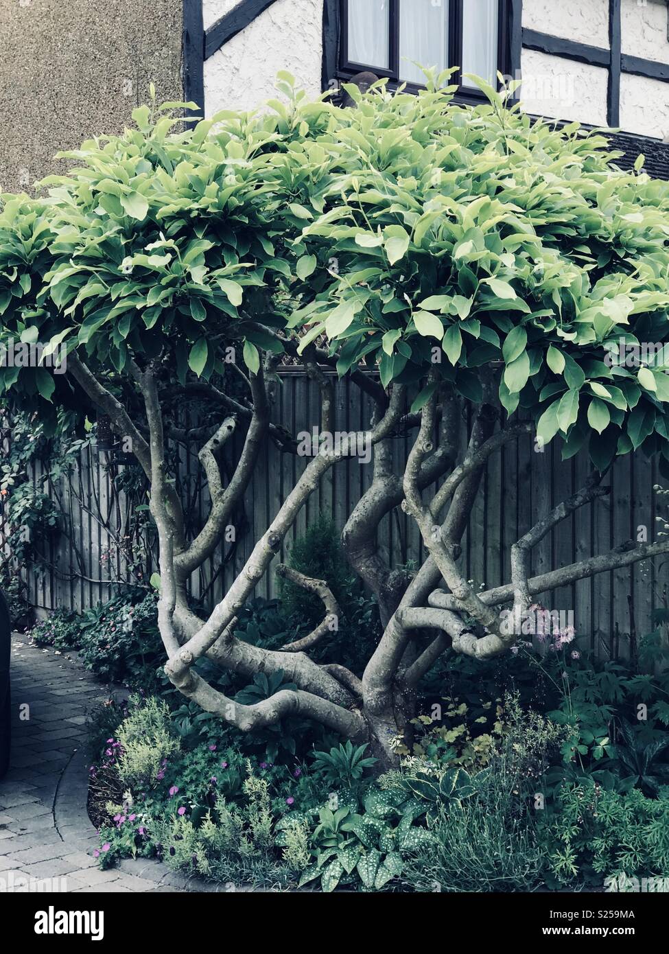 Wild looking tree Stock Photo - Alamy