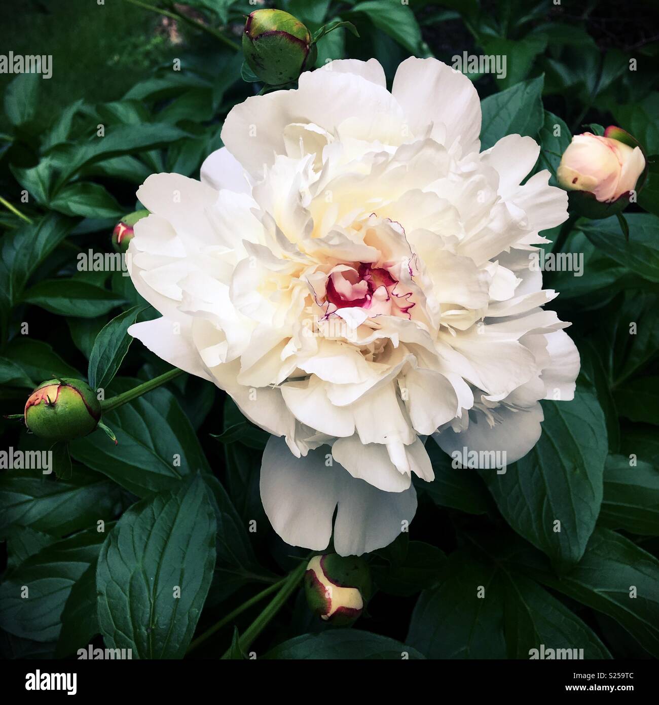 Full of bloom hi-res stock photography and images - Alamy