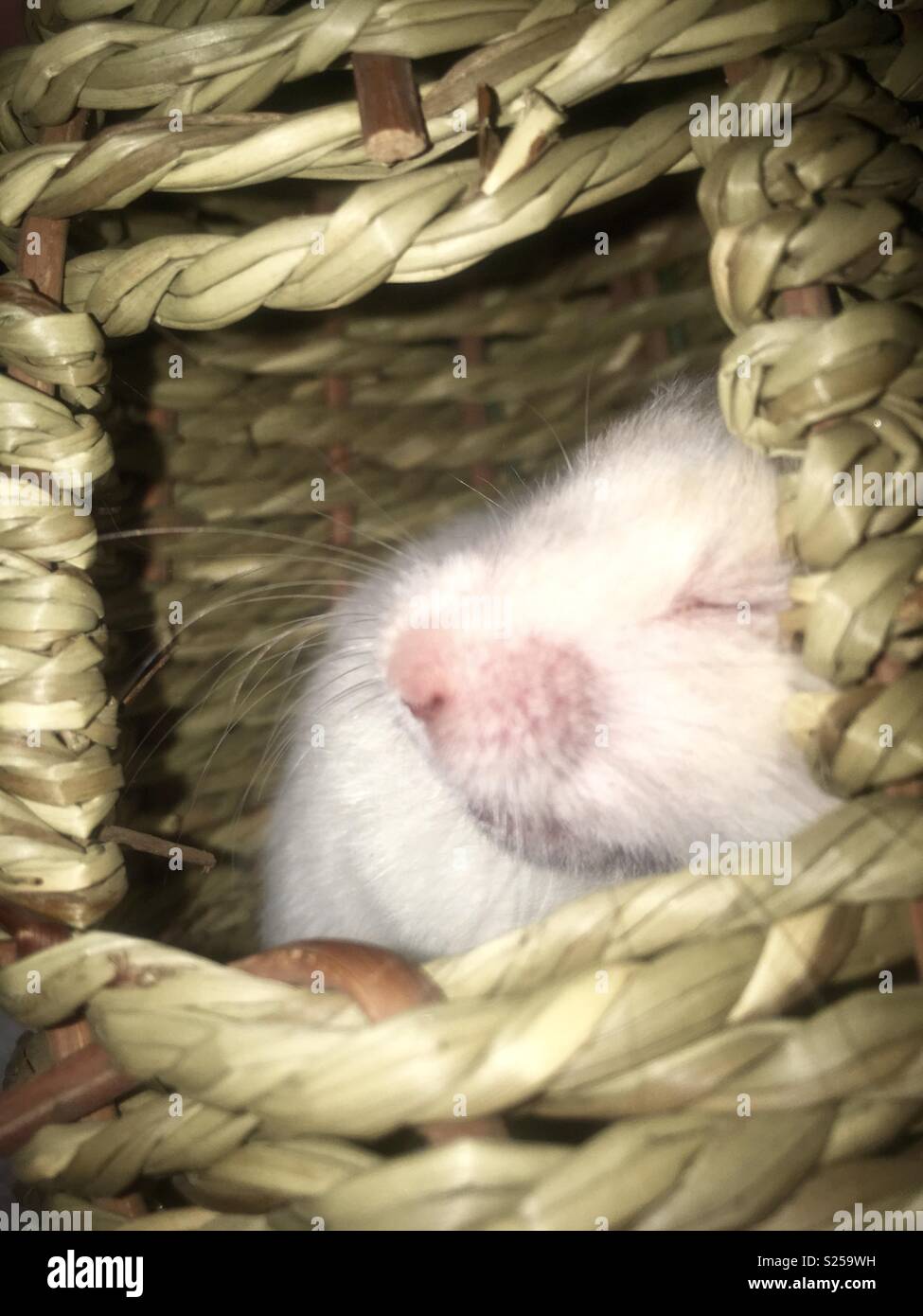 Sleeping hamster hi-res stock photography and images - Alamy