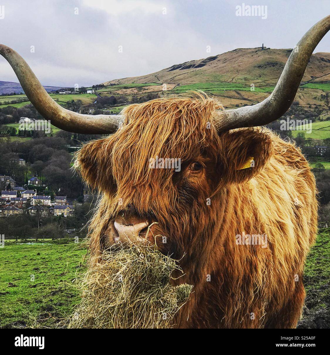 Beef eating some grass Stock Photo - Alamy