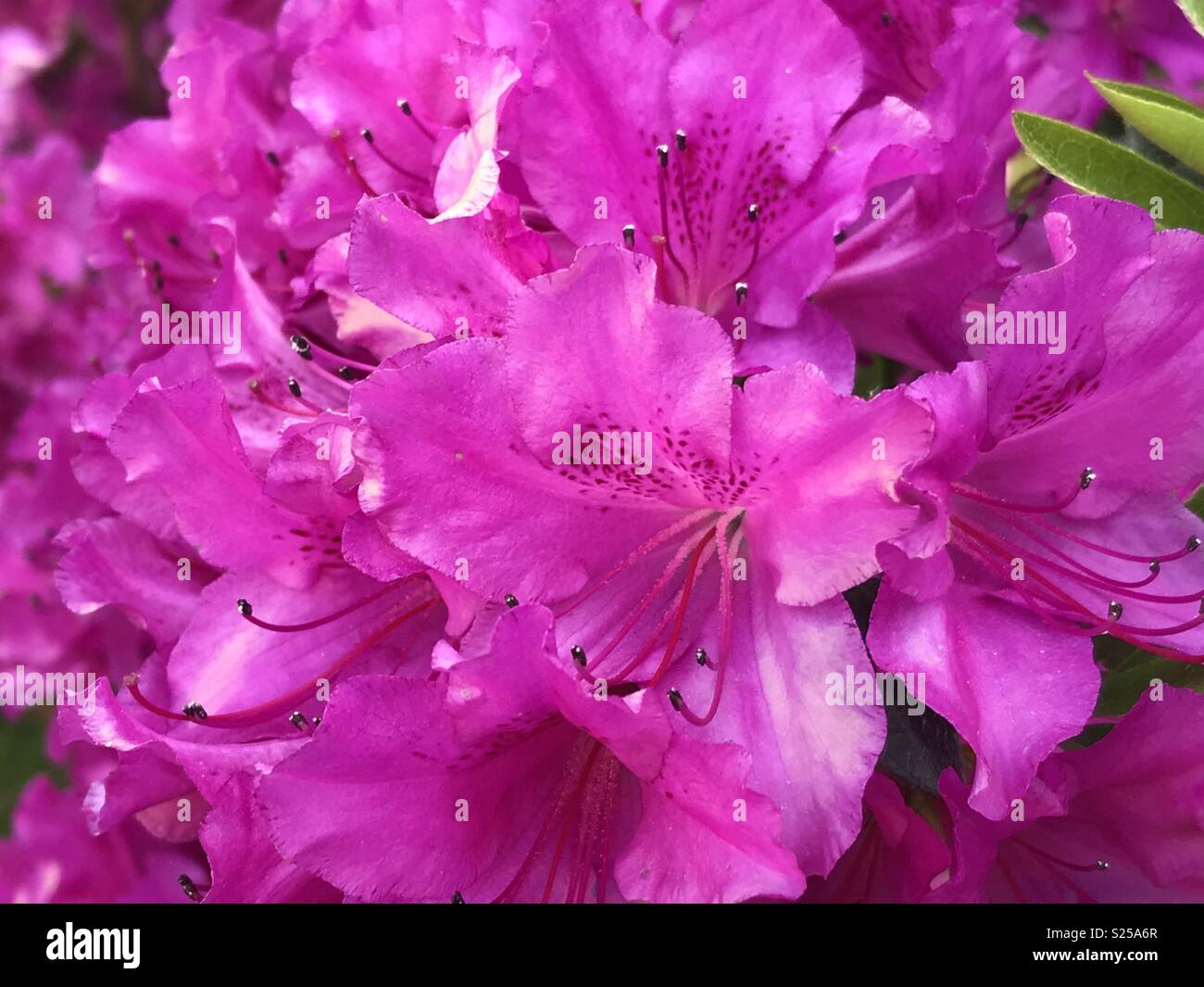 Purple Azalea High Resolution Stock Photography and Images - Alamy