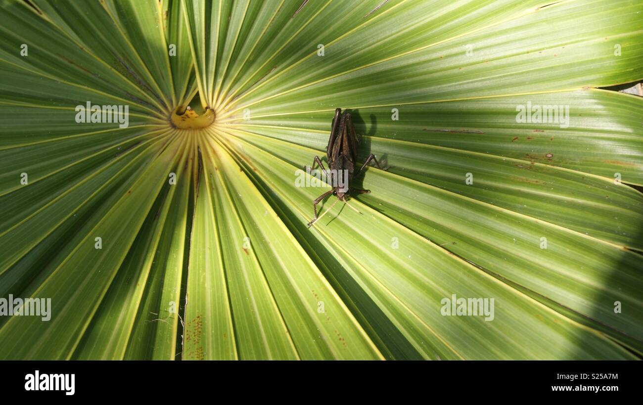 Mexican bug hi-res stock photography and images - Alamy