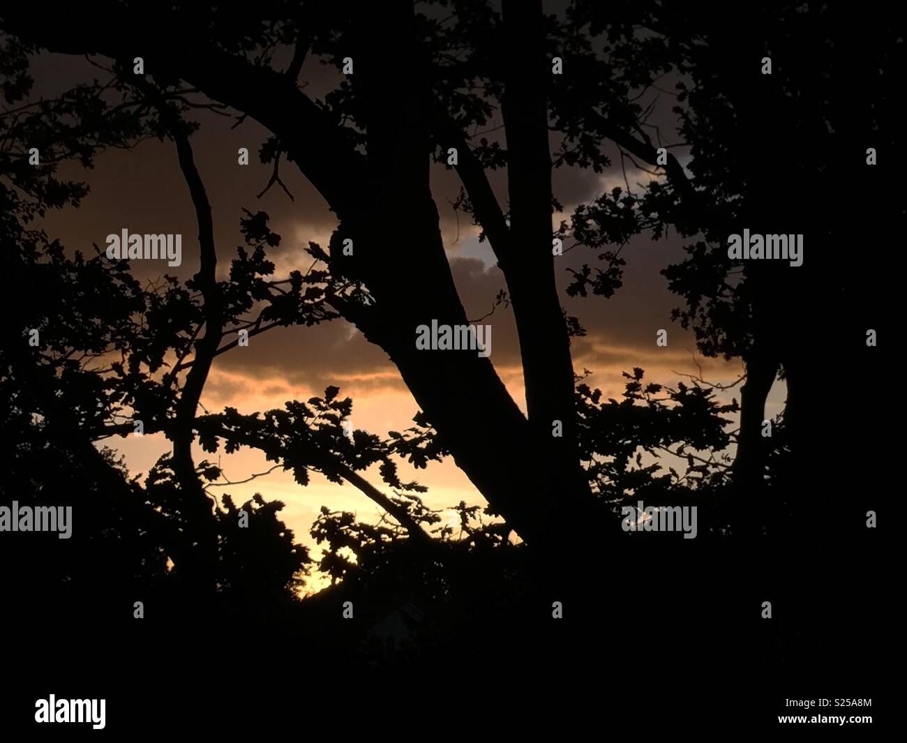 Sunset through trees Stock Photo - Alamy