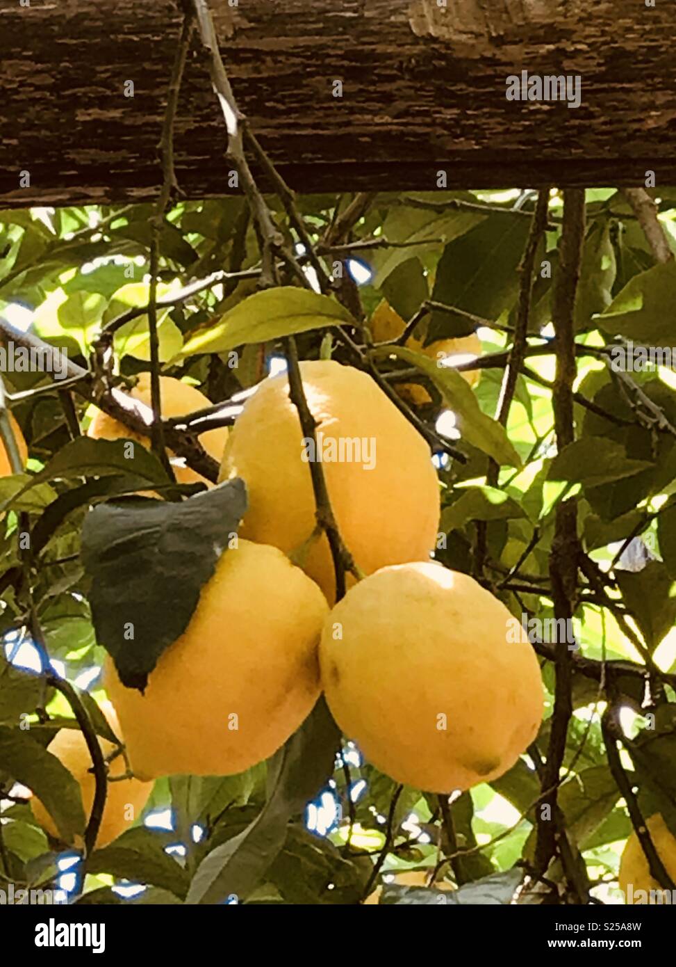 Sorrento lemon hi-res stock photography and images - Alamy