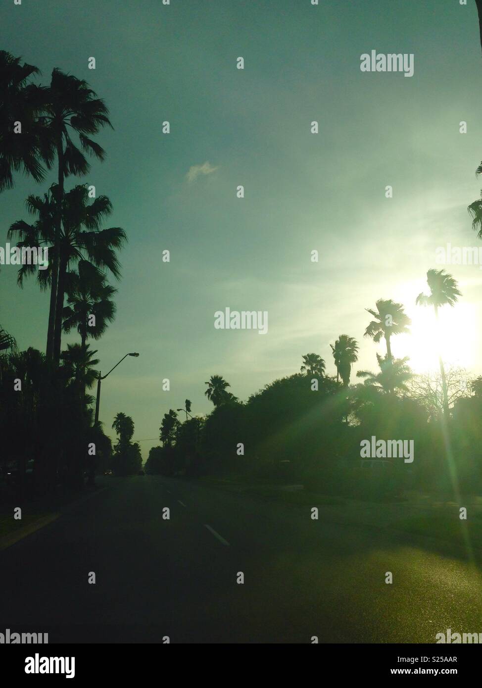 Palm Tree Drive Stock Photo - Alamy