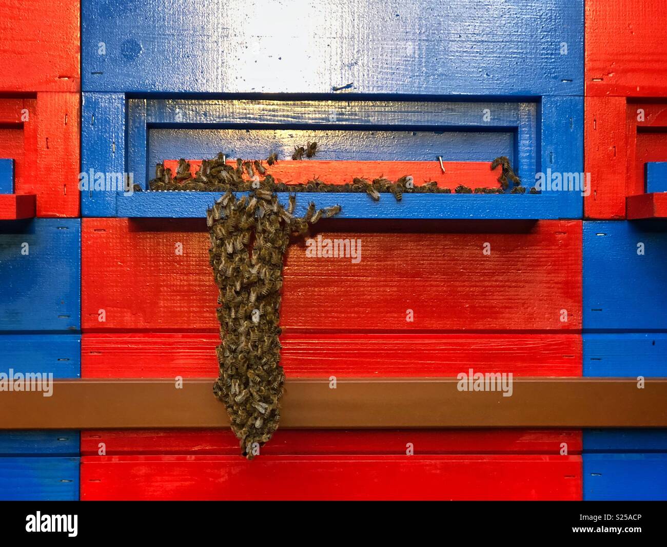 Bearding bees outside of the hive Stock Photo - Alamy