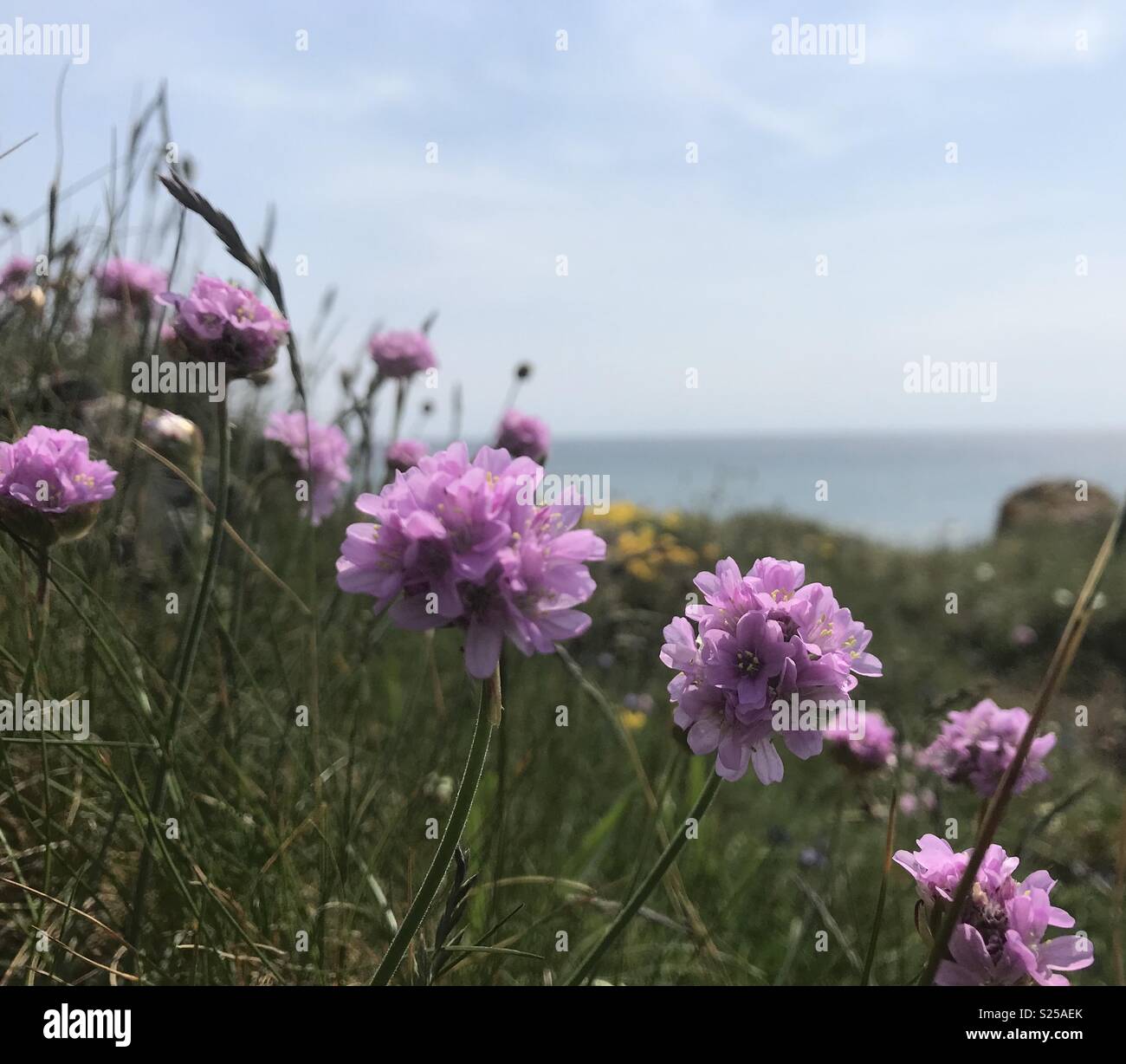 Purple flowers by the seaside Stock Photo - Alamy