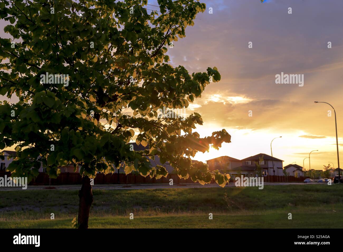 Beautiful tree with a sunset 🌅 Stock Photo - Alamy