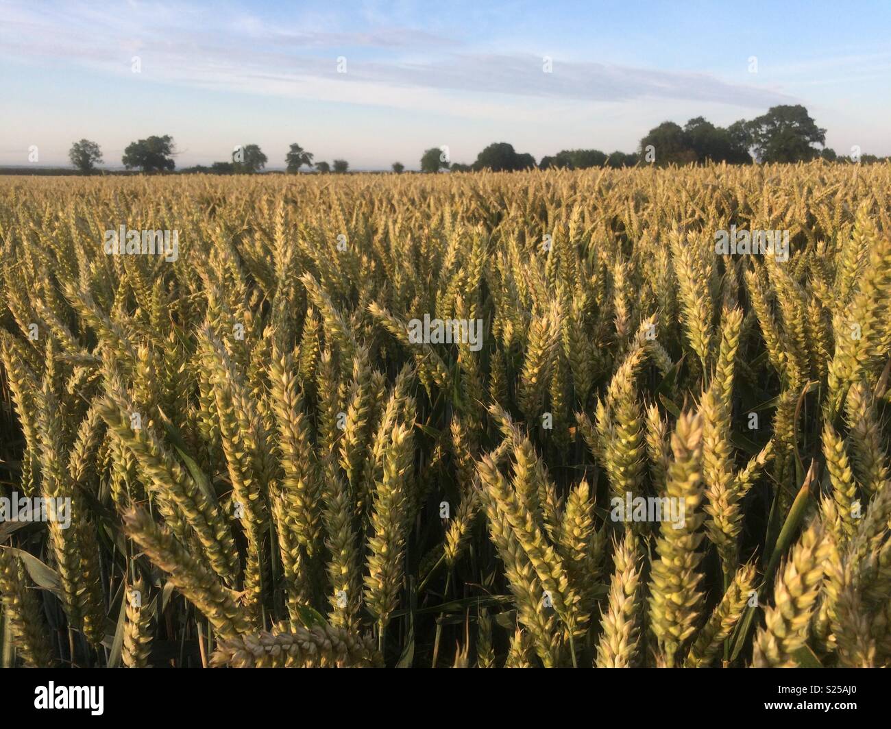 Arable crops High Resolution Stock Photography and Images - Alamy