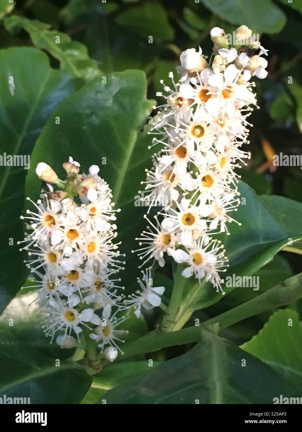 Laurel bush hi-res stock photography and images - Alamy