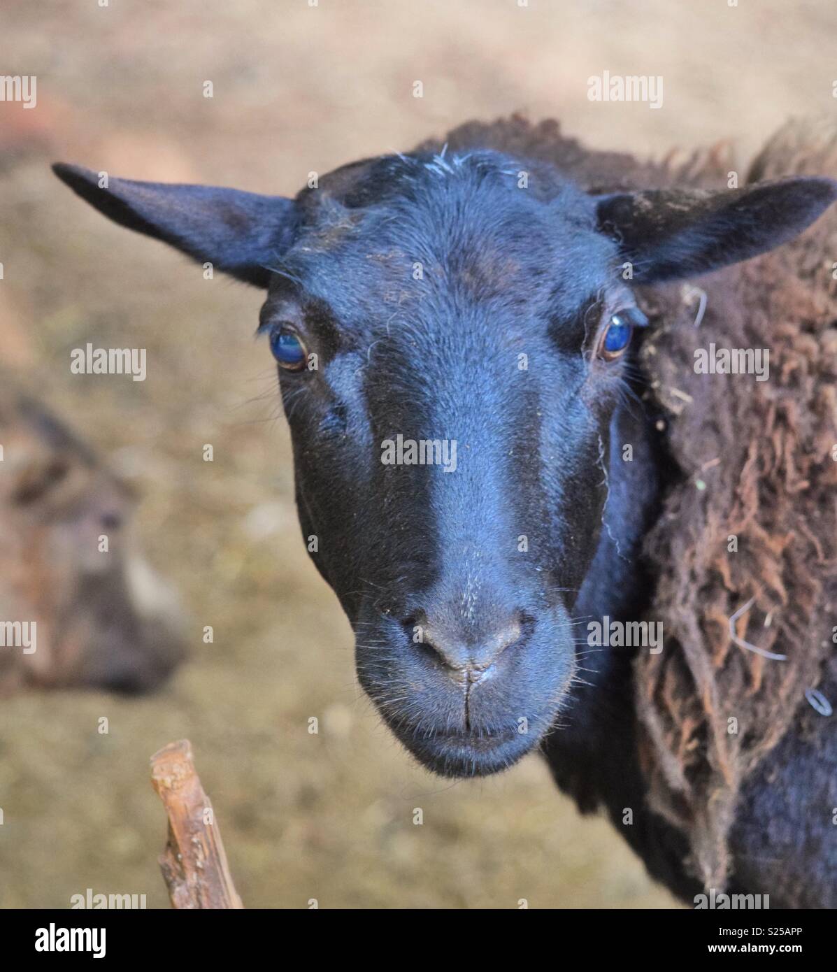 Sheep neck hi-res stock photography and images - Alamy