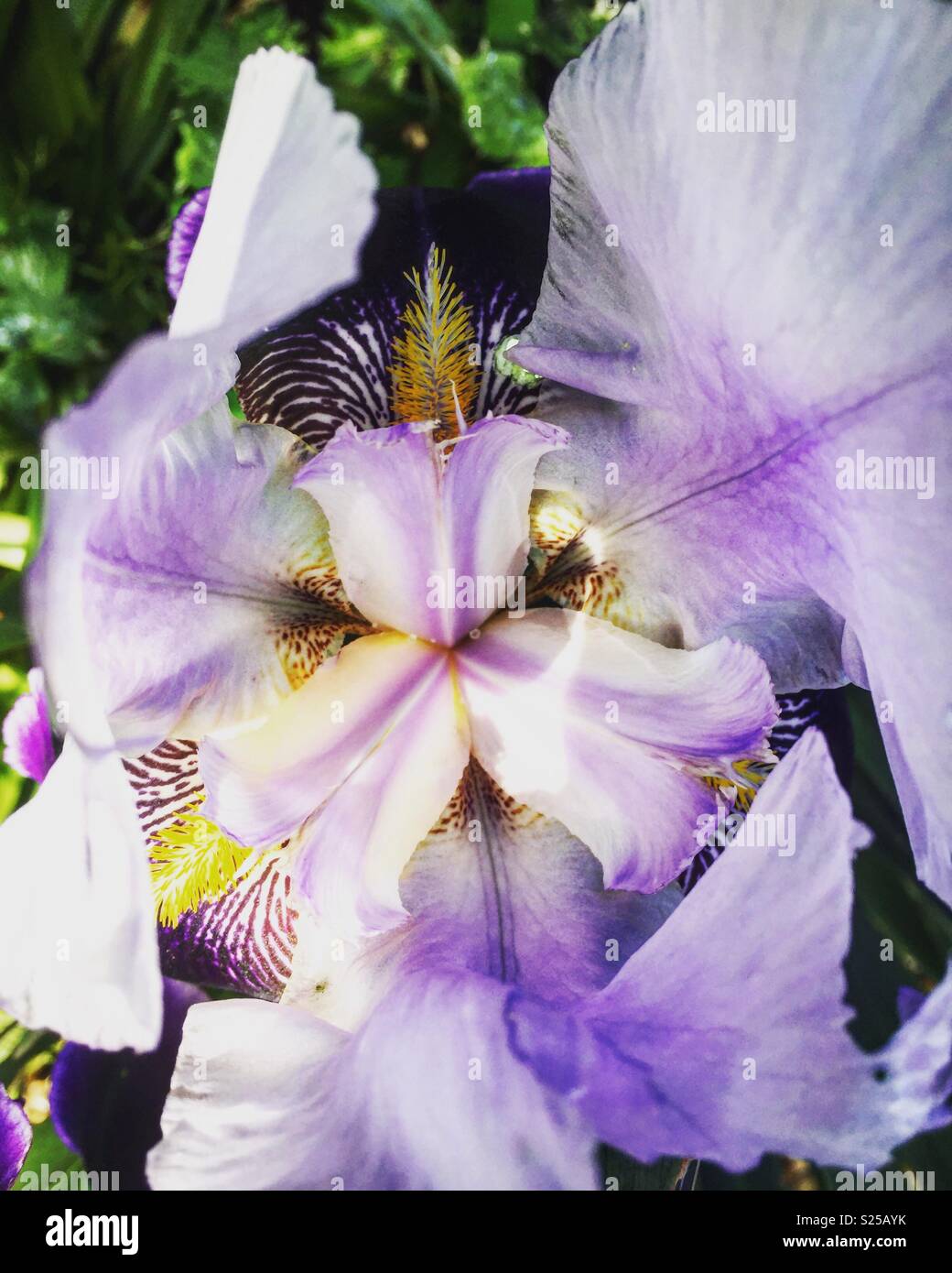 Giant iris hi-res stock photography and images - Alamy