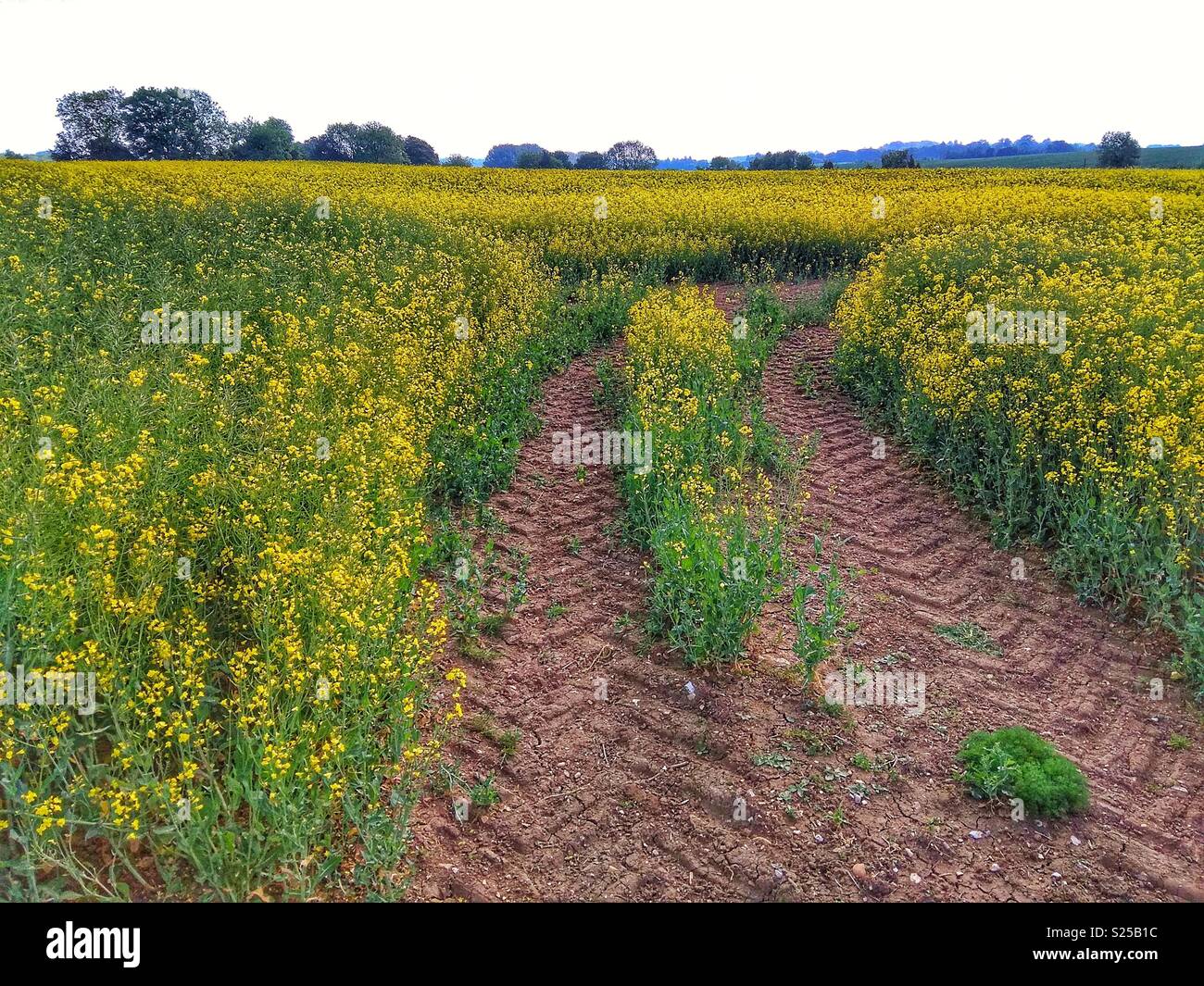 Oilseed Rape field crop Stock Photo - Alamy