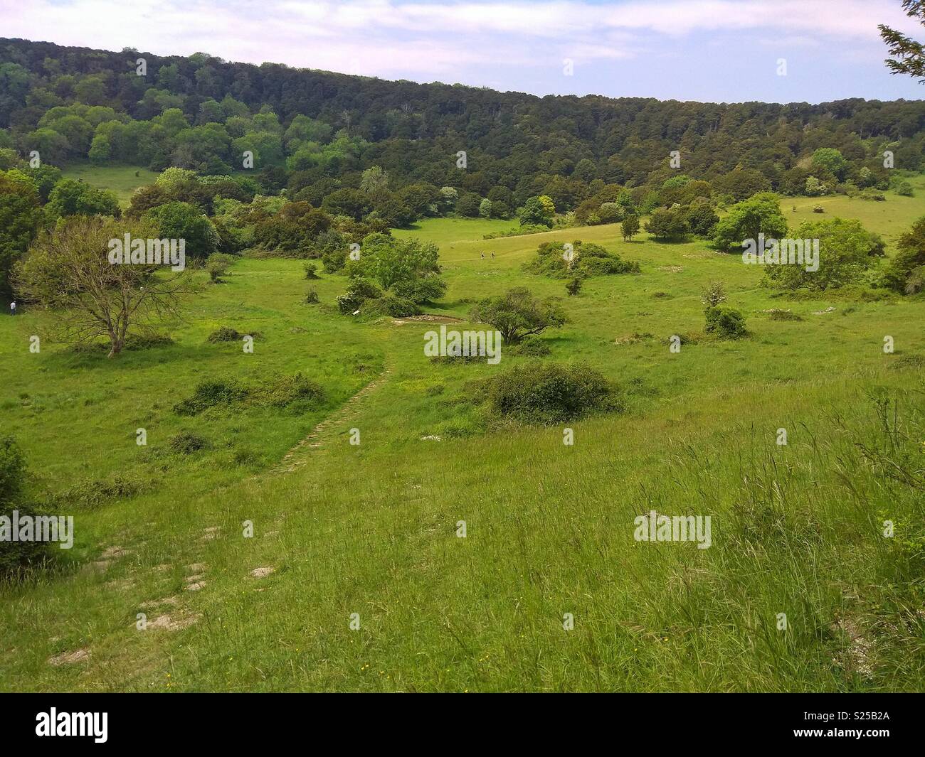 Kingley Vale National Nature reserve in West Sussex England Stock Photo ...