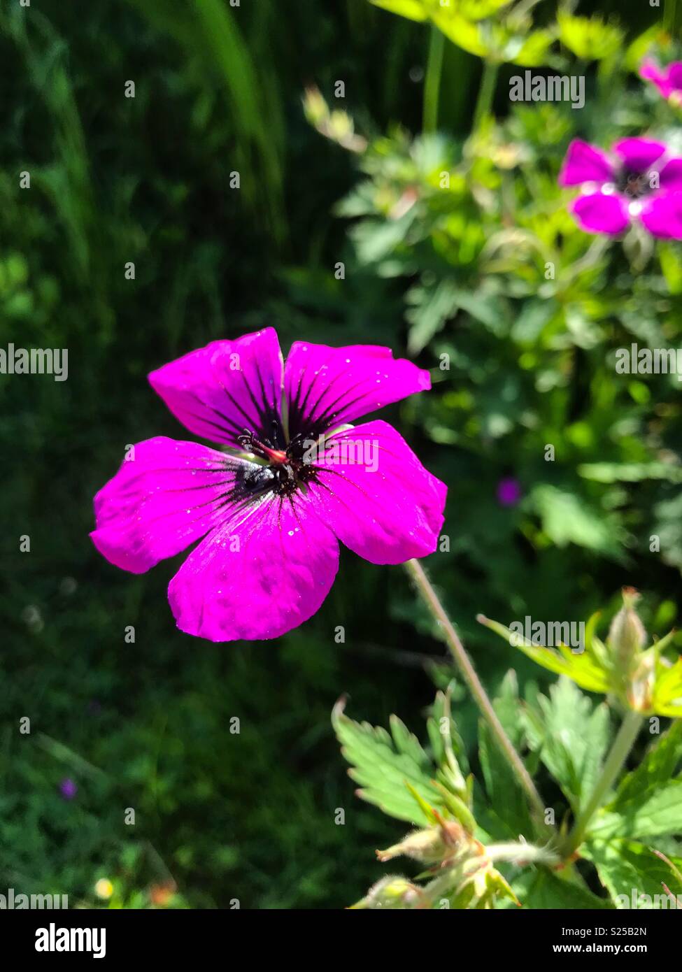 Purple Geranium High Resolution Stock Photography and Images - Alamy