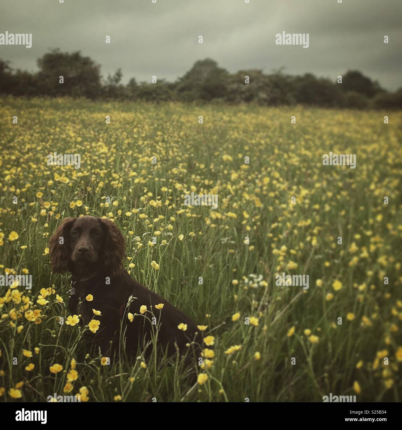 Dog walk, UK countryside Stock Photo - Alamy