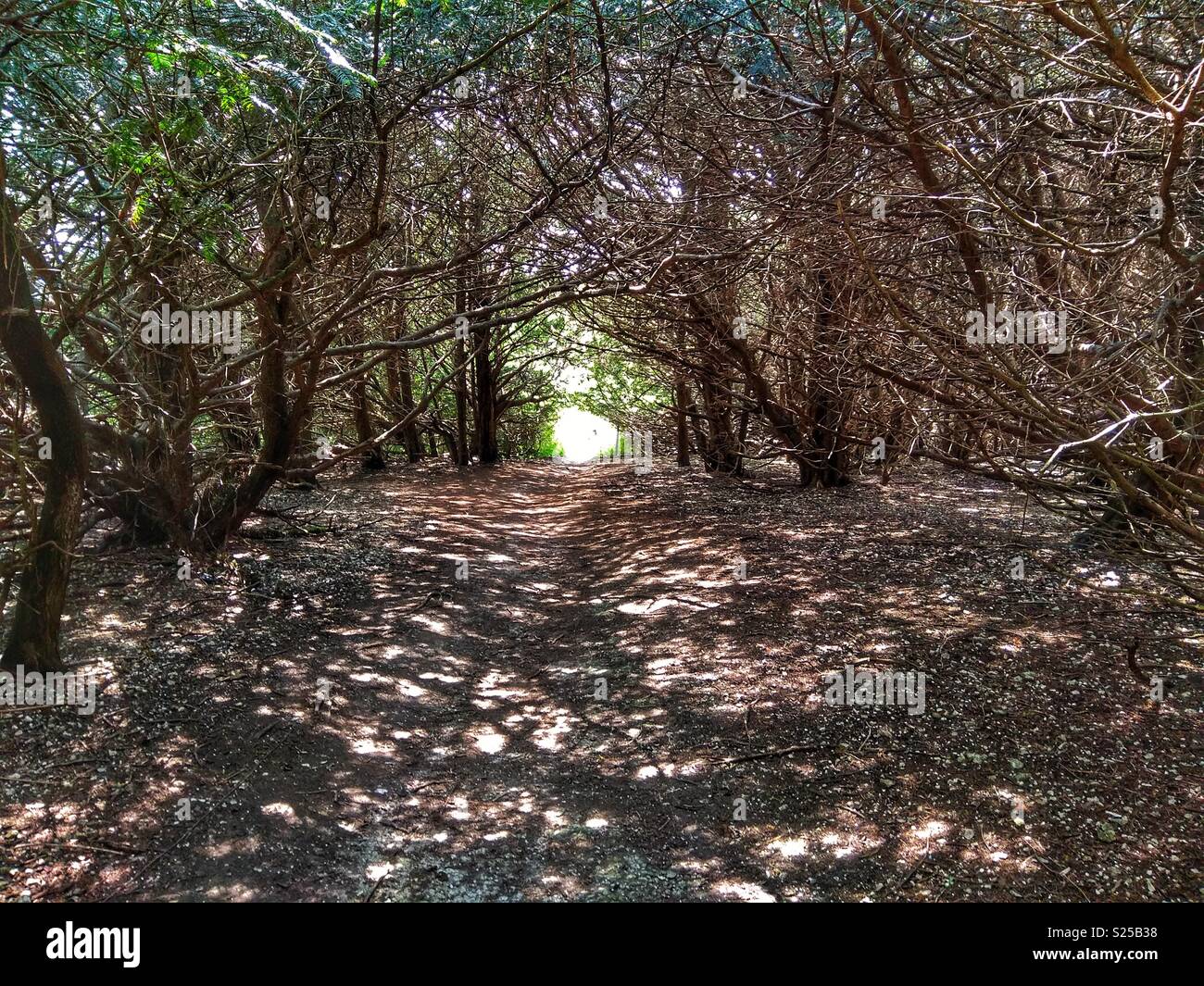 Yew tree forest in Kingley Vale National Nature Reserve in West Sussex ...