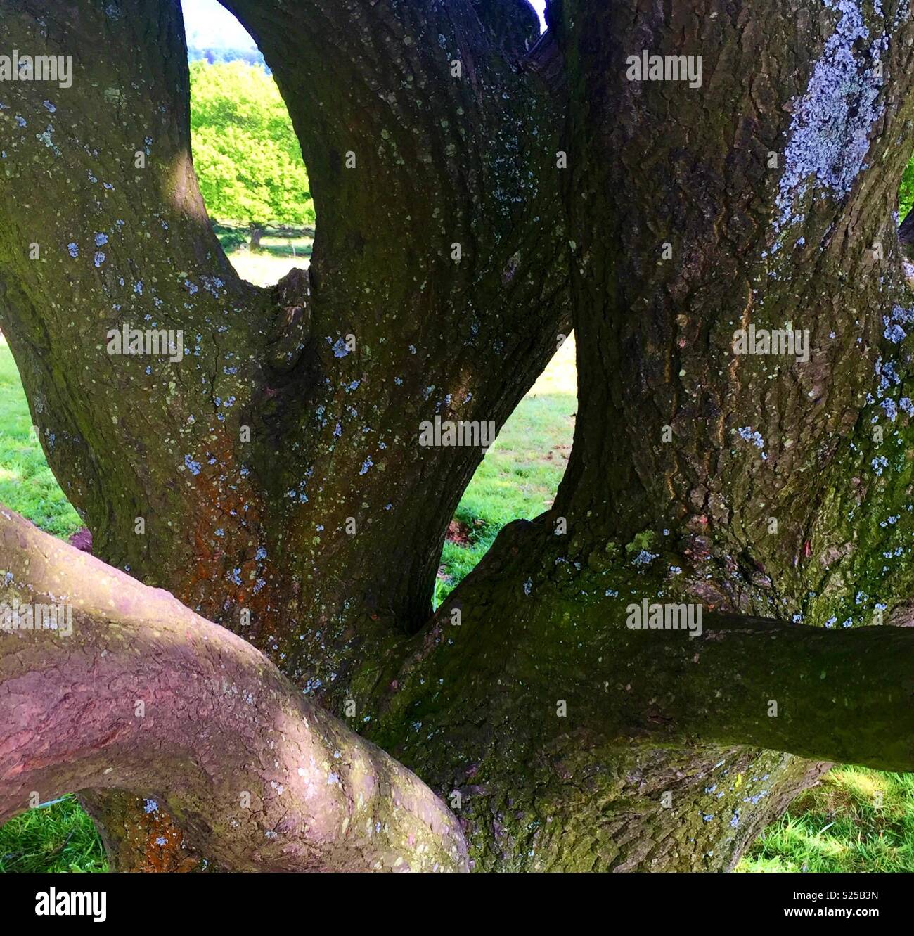 Inside an English oak Stock Photo - Alamy