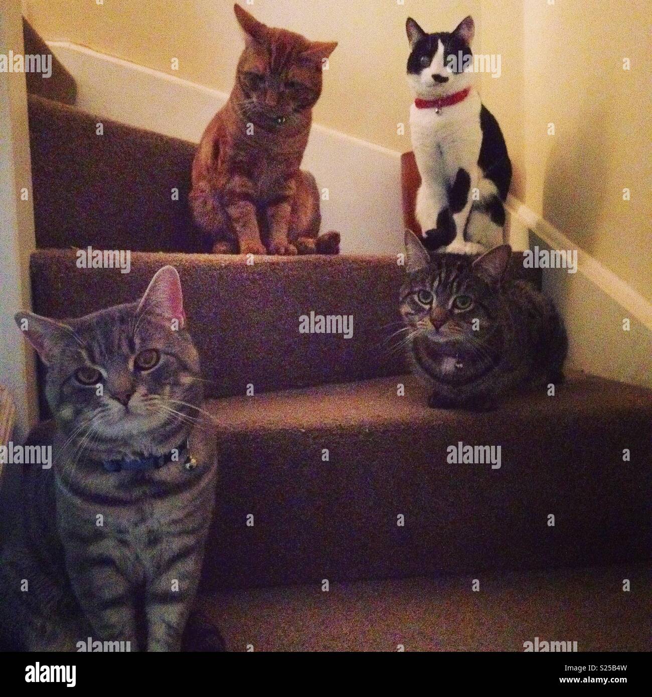 Multiple cats hi-res stock photography and images - Alamy