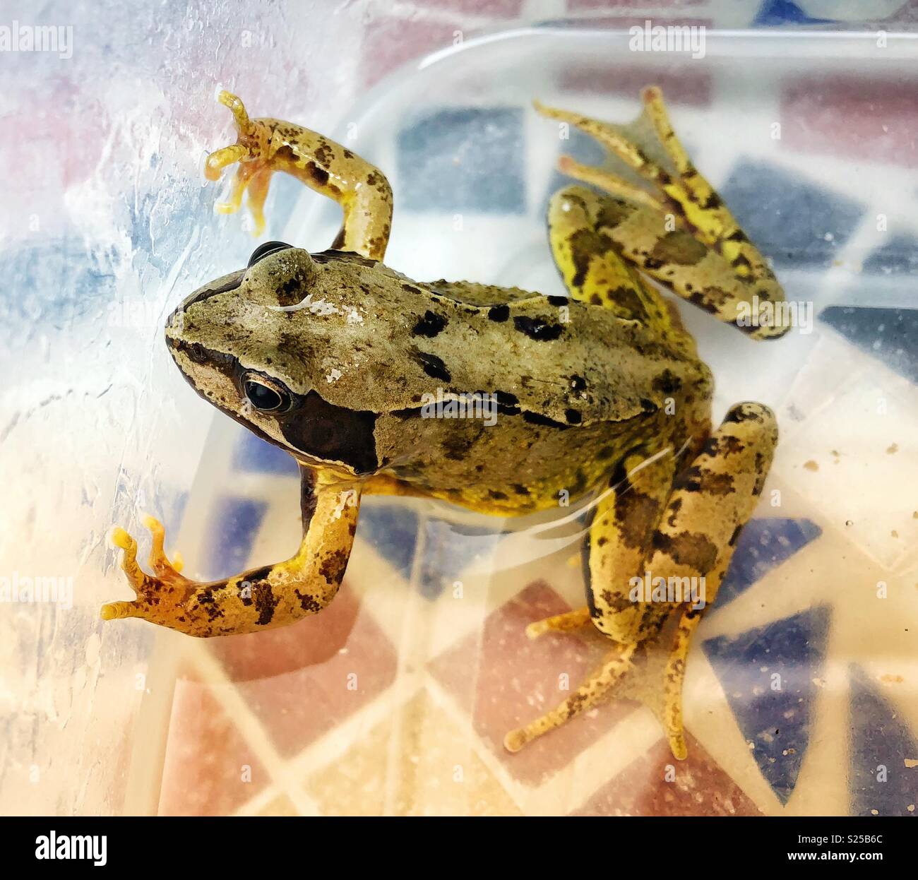 Frog and bucket hi-res stock photography and images - Alamy