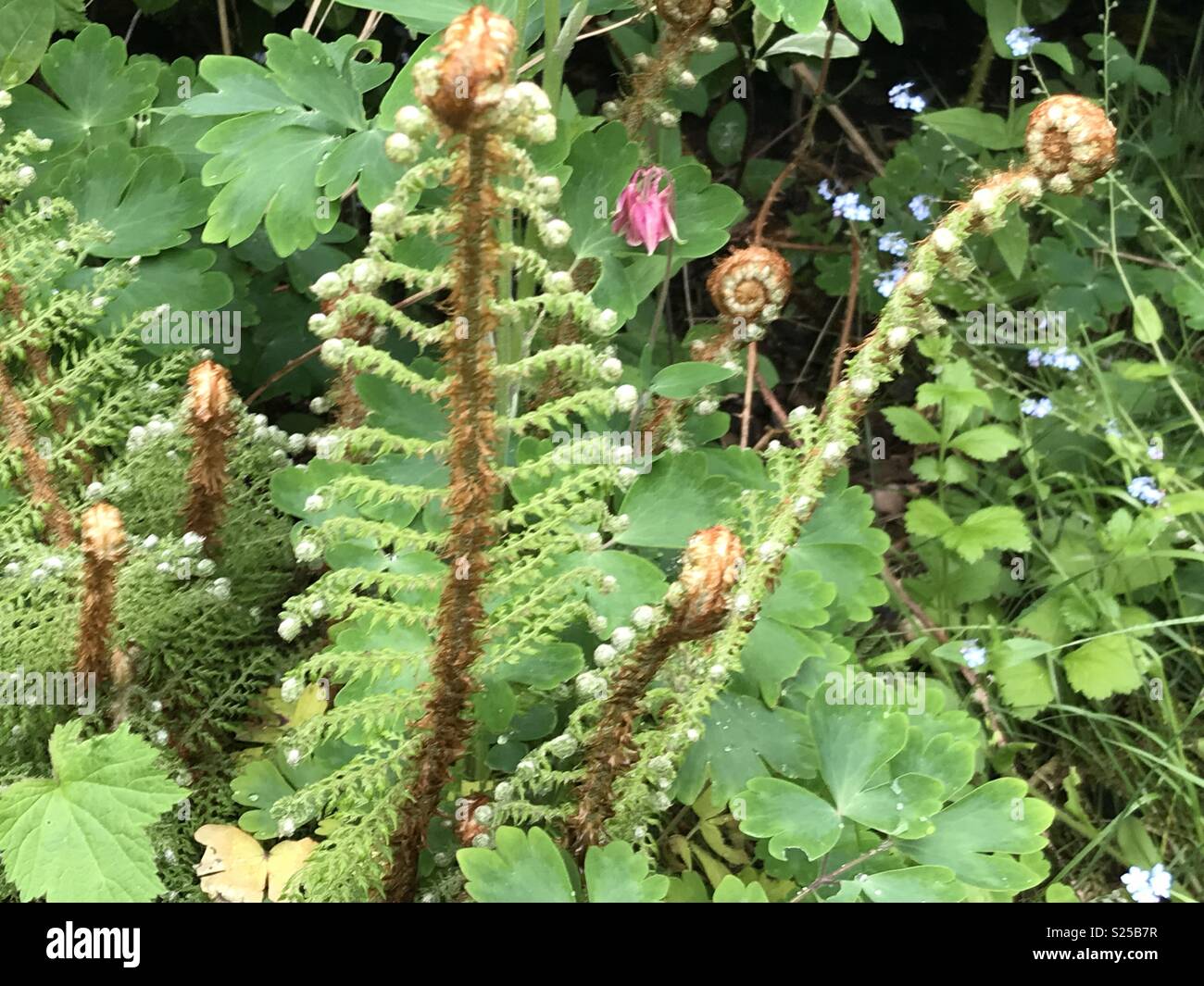 Fiddlehead ferns hi-res stock photography and images - Alamy