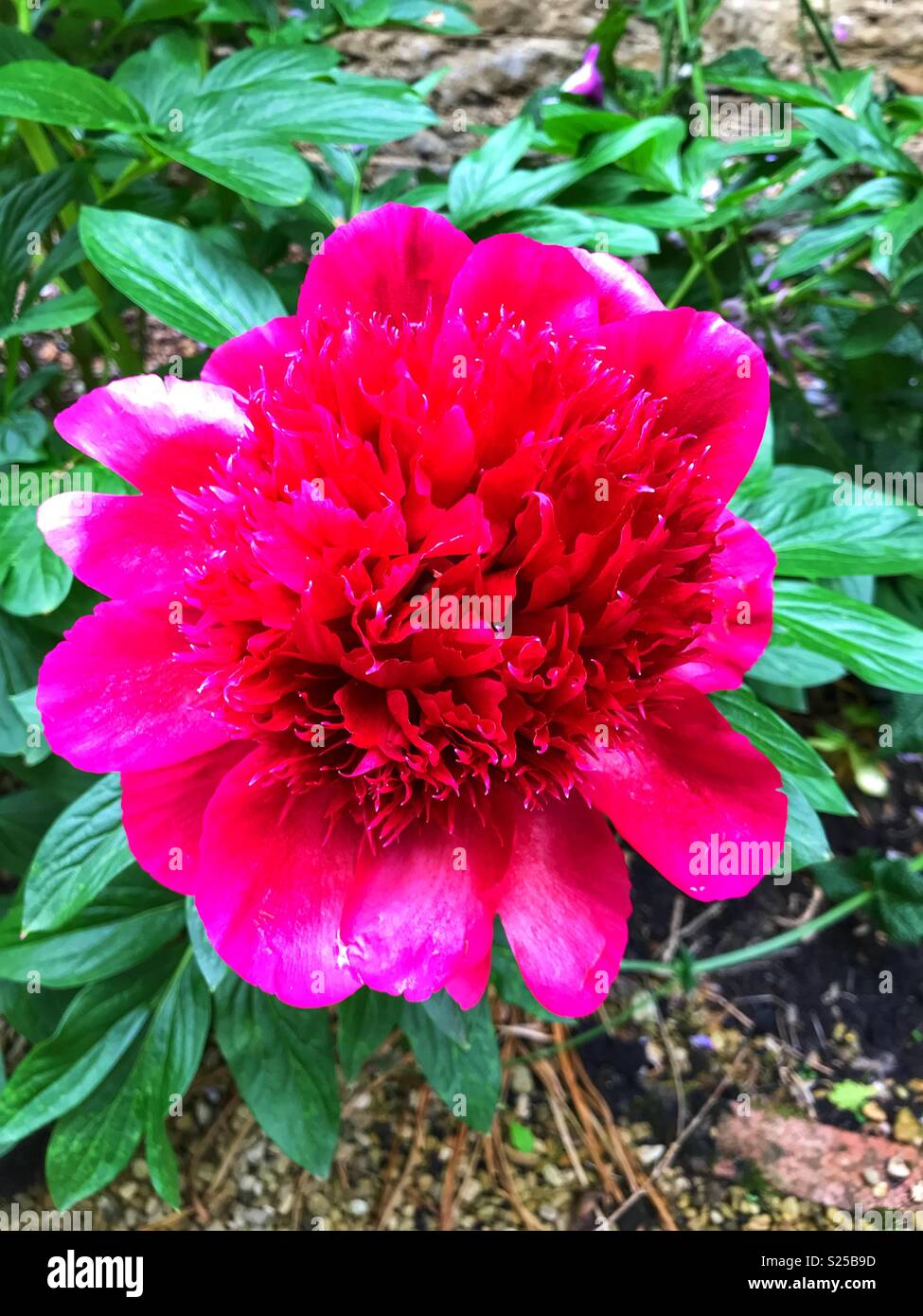 Single peony hi-res stock photography and images - Alamy