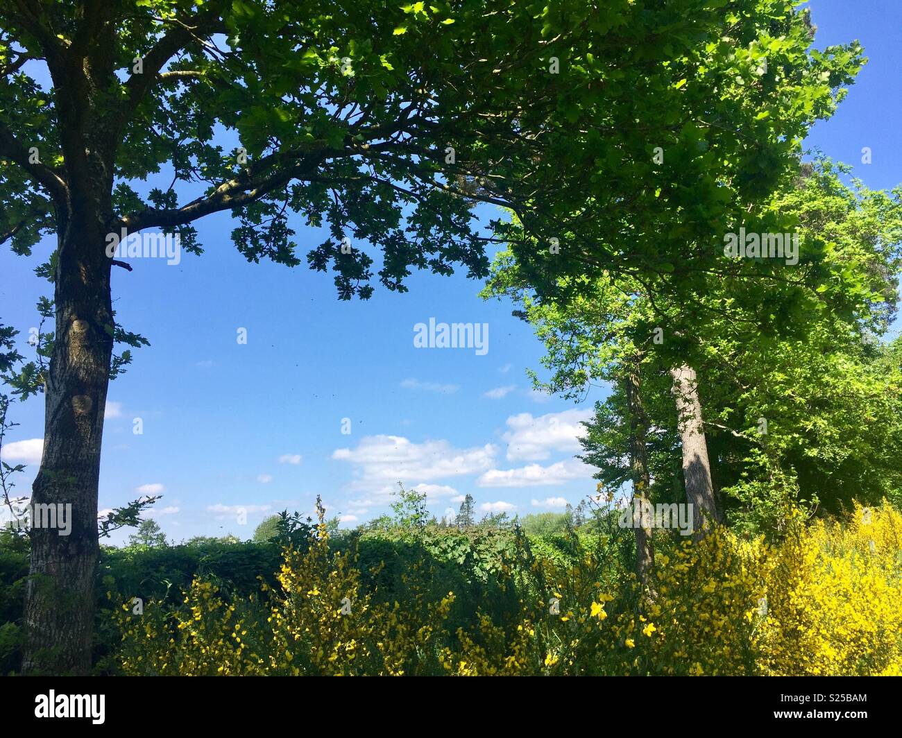 Gap in trees hi-res stock photography and images - Alamy