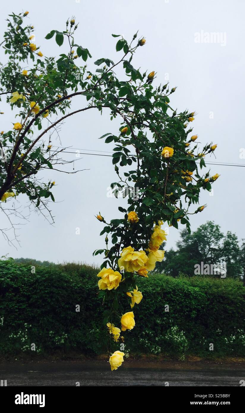 Rose plant tree hi-res stock photography and images - Alamy