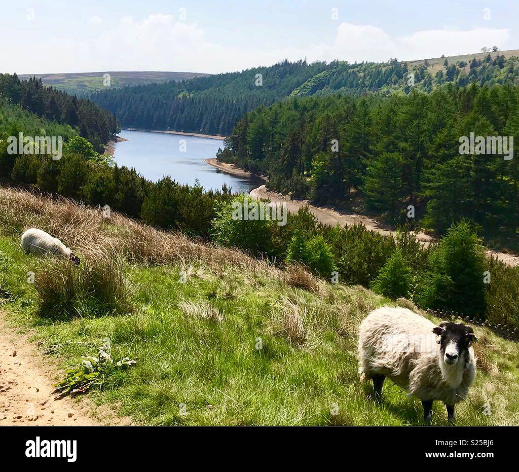 Sheep by a lake Stock Photo - Alamy