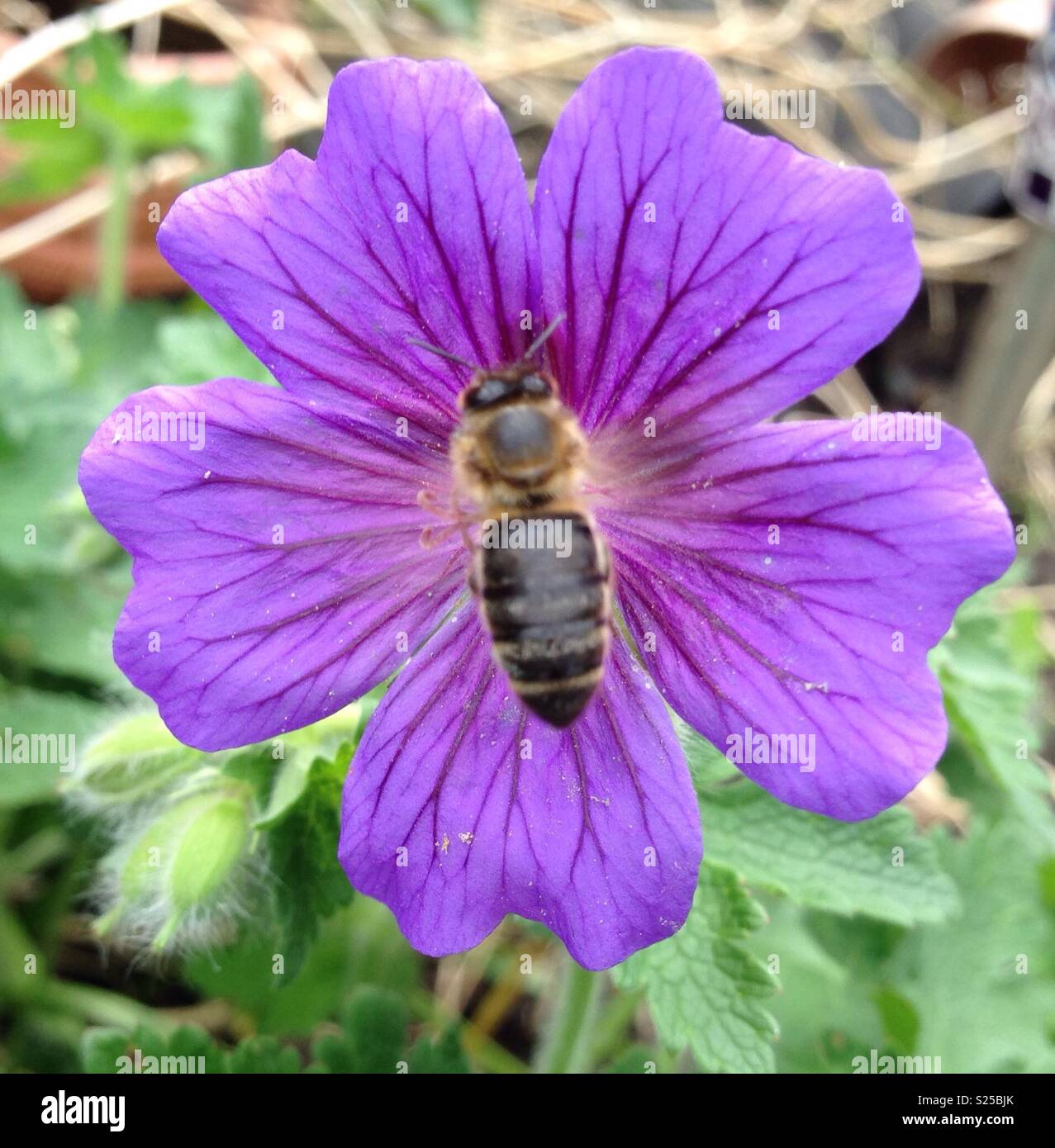 Purple geranium hi-res stock photography and images - Alamy