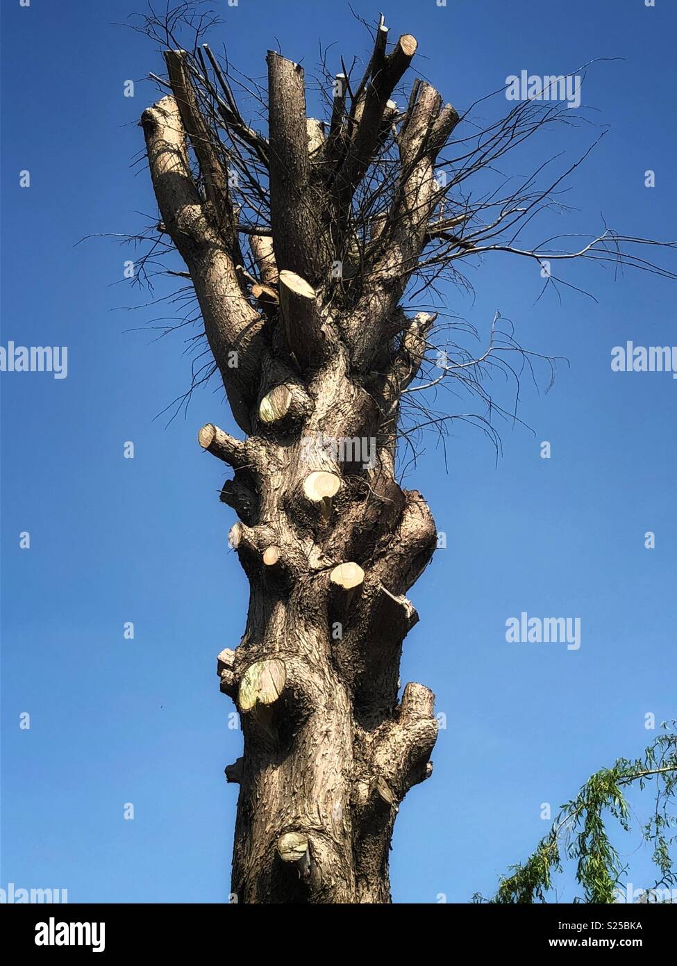 Trimmed tree hi-res stock photography and images - Alamy