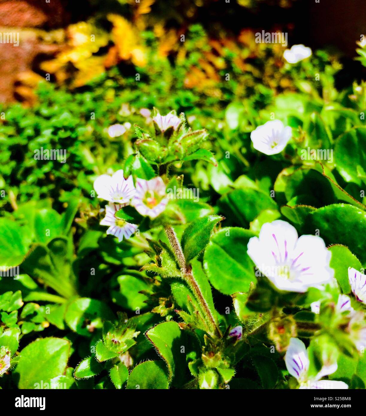 Alpine plant hi-res stock photography and images - Alamy