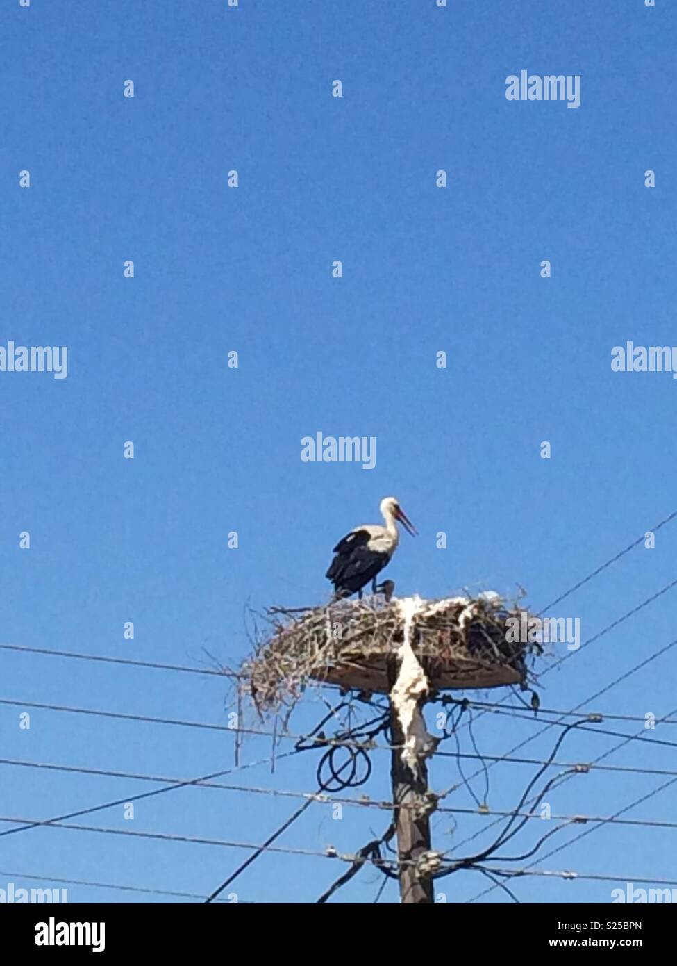 Baby Stork Stock Photos & Baby Stork Stock Images - Alamy