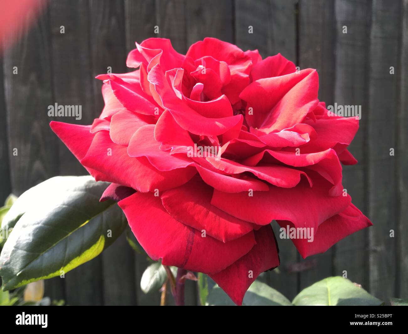 Red rose in the garden Stock Photo - Alamy