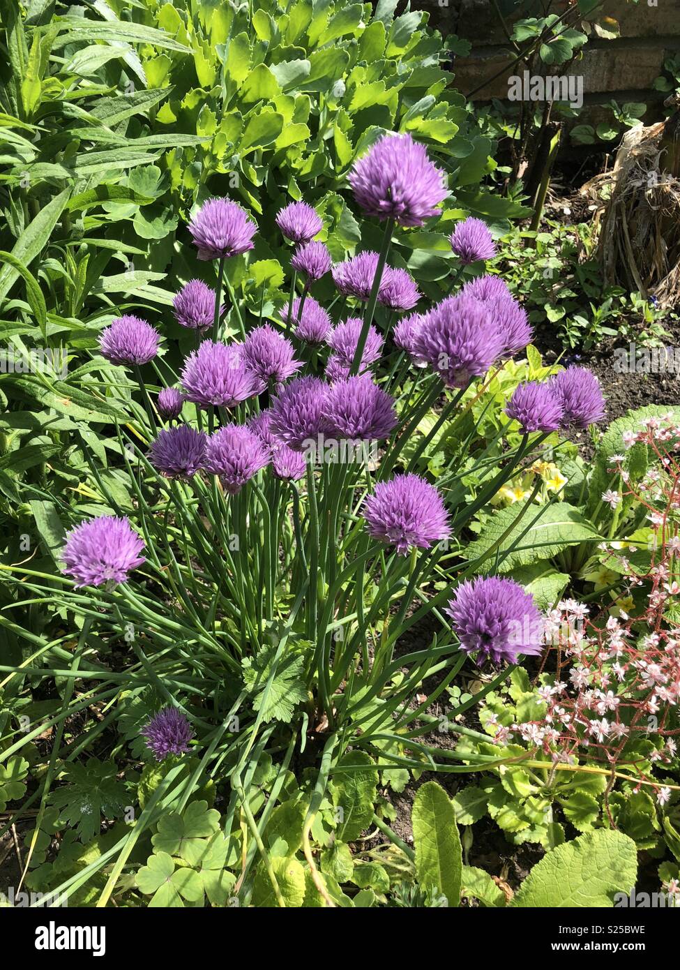 Chive Bloom High Resolution Stock Photography and Images - Alamy