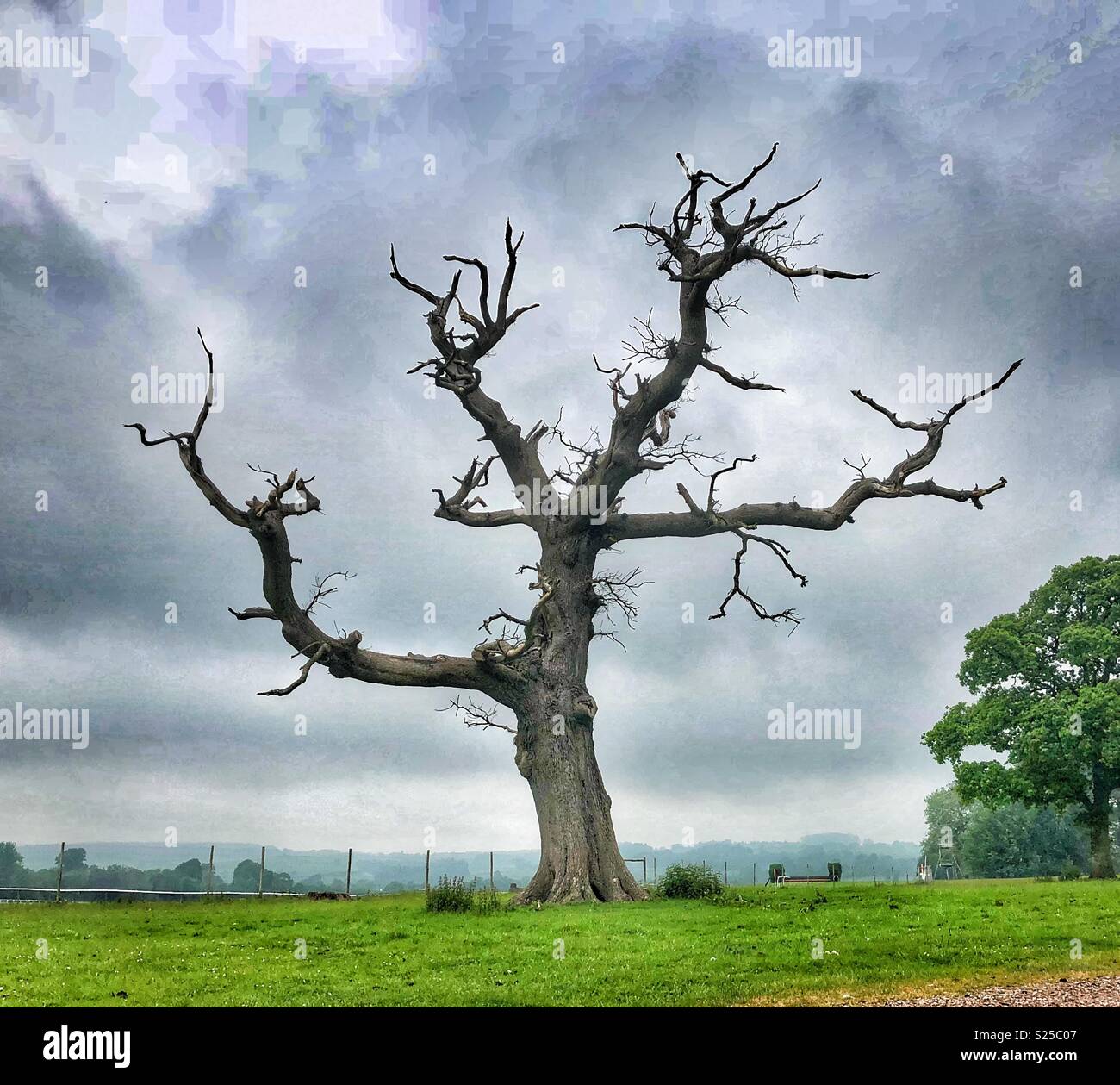 Gnarled leaves hi-res stock photography and images - Alamy