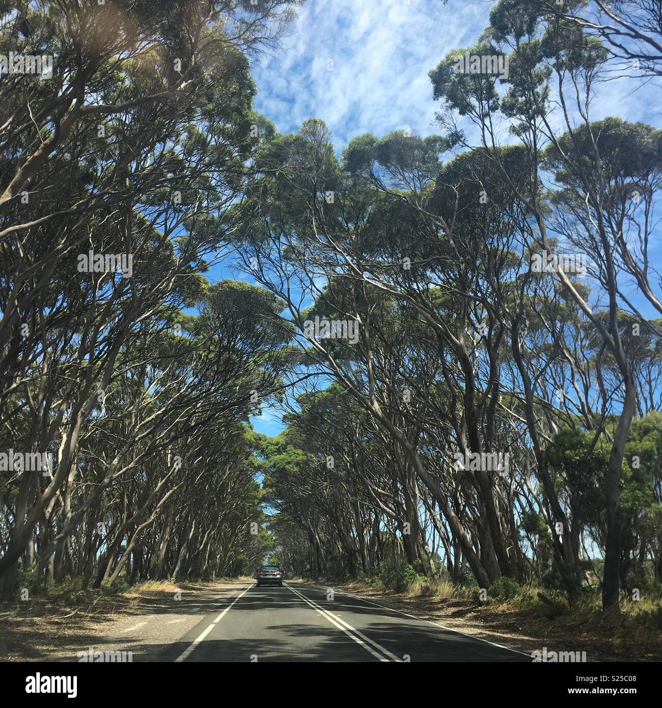Driving through trees Stock Photo - Alamy