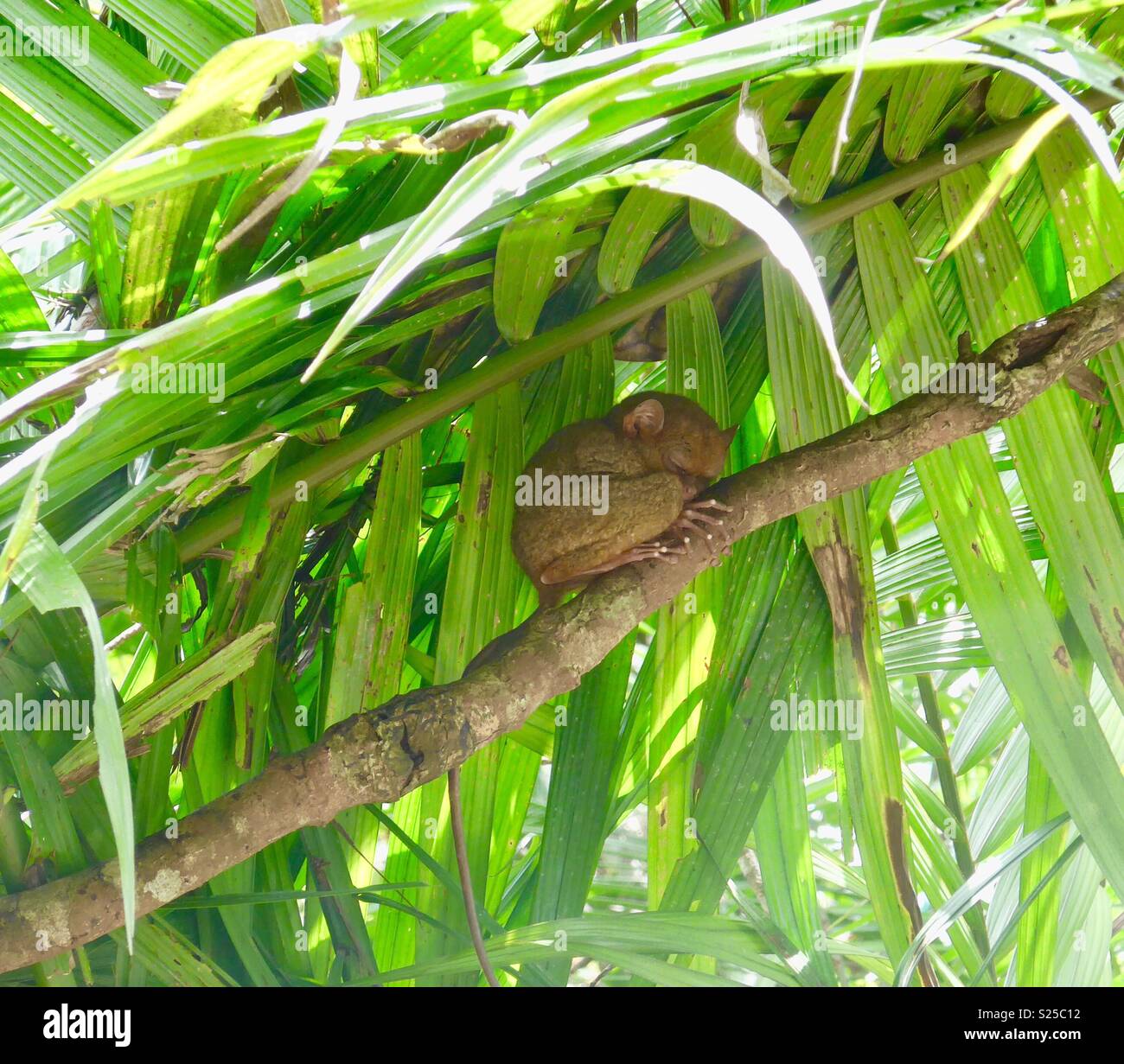 Bohol Tarsier High Resolution Stock Photography and Images - Alamy