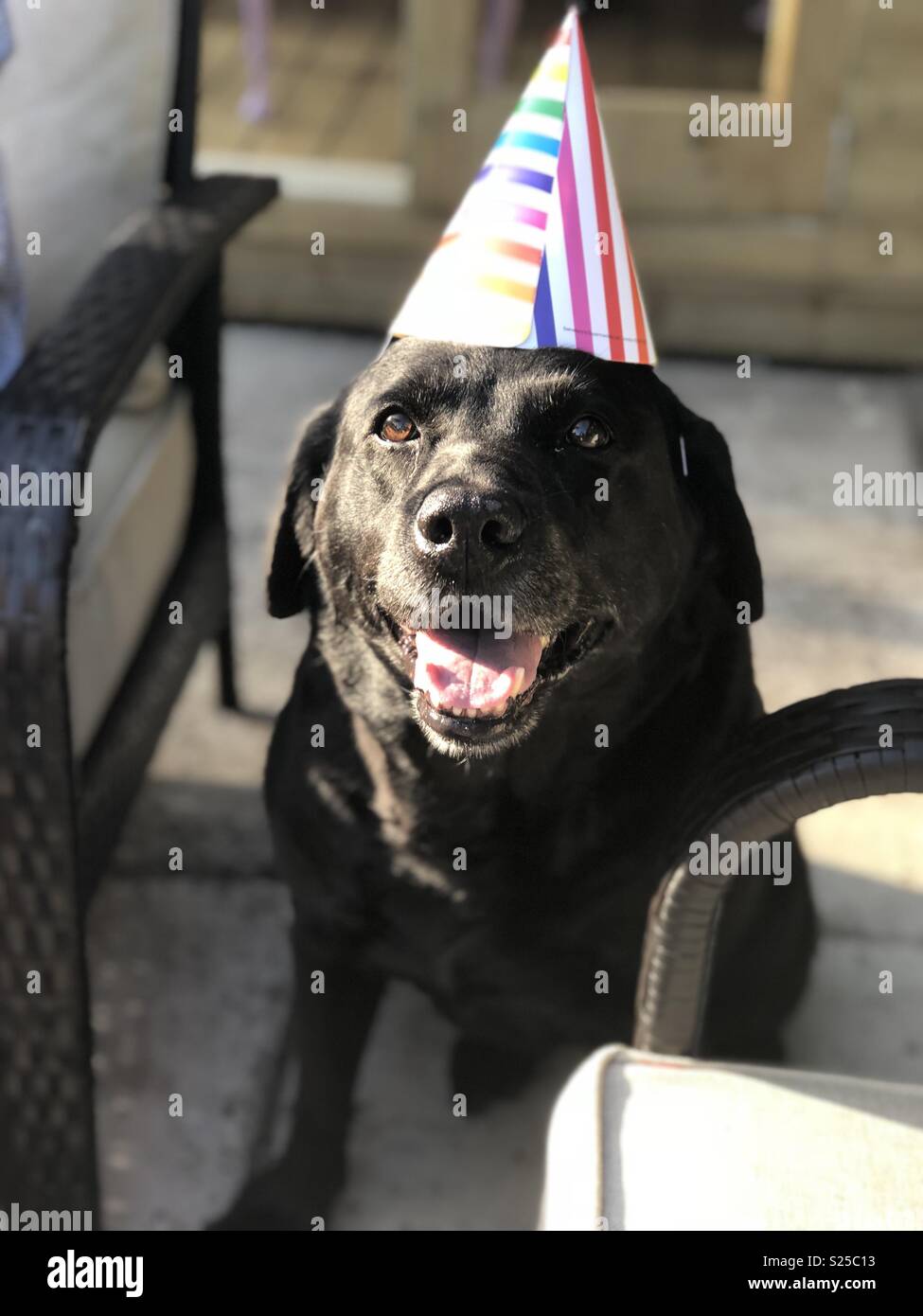 Black Labrador with party hat Stock Photo - Alamy