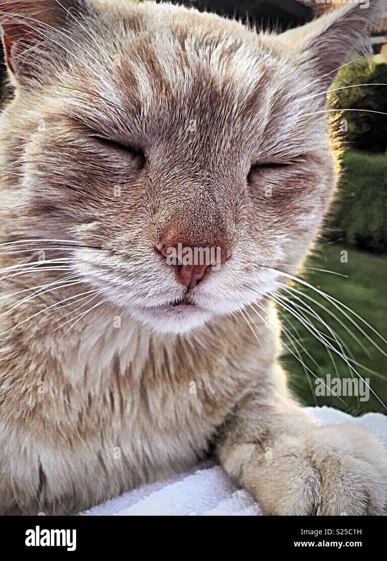 The cat purrs...! Stock Photo - Alamy