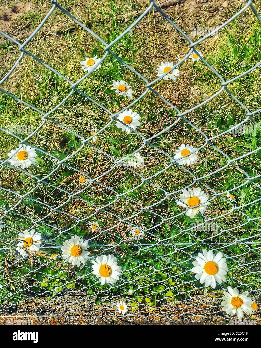 Wire daisies hi-res stock photography and images - Alamy