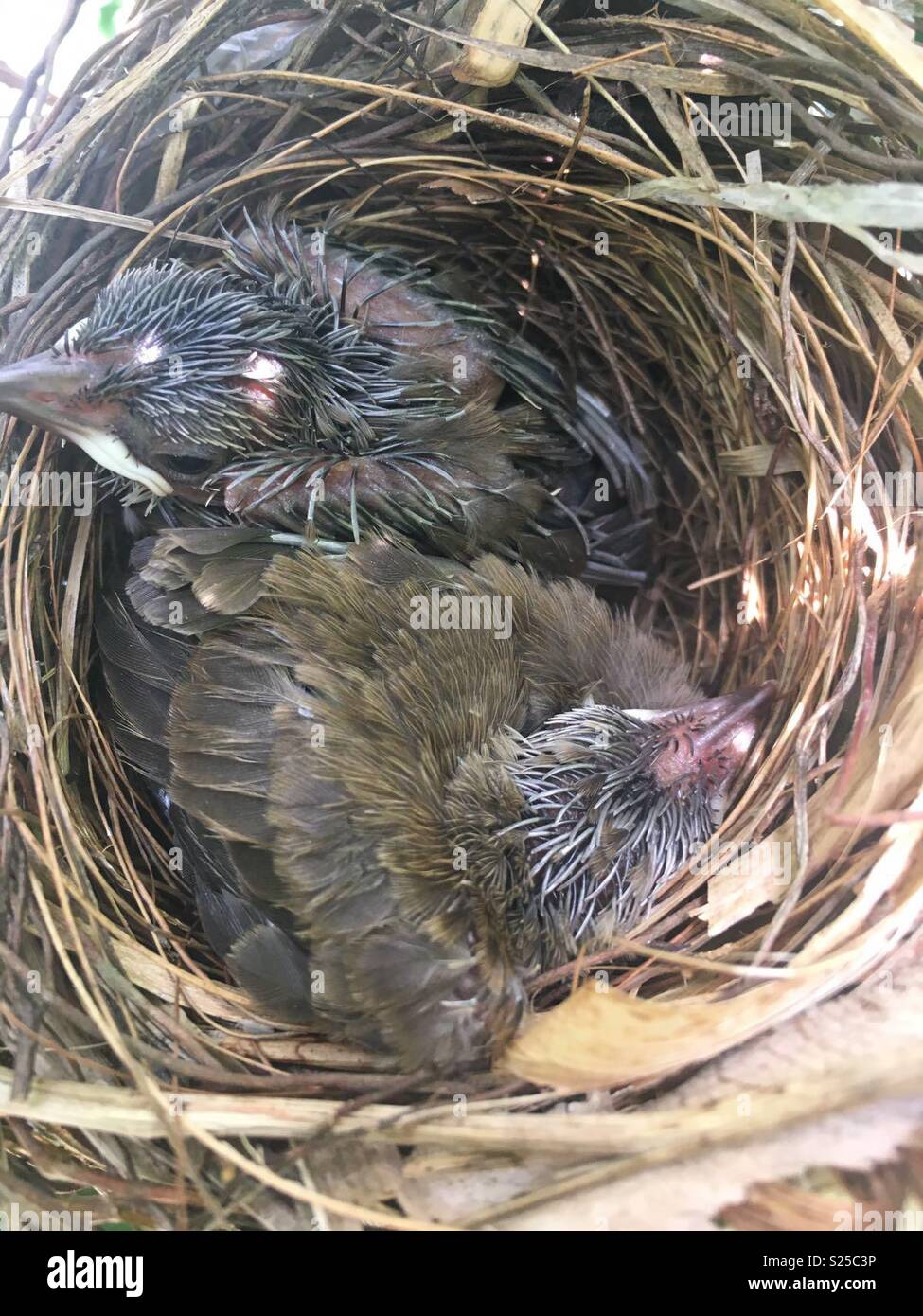 Newborn baby birds Stock Photo - Alamy
