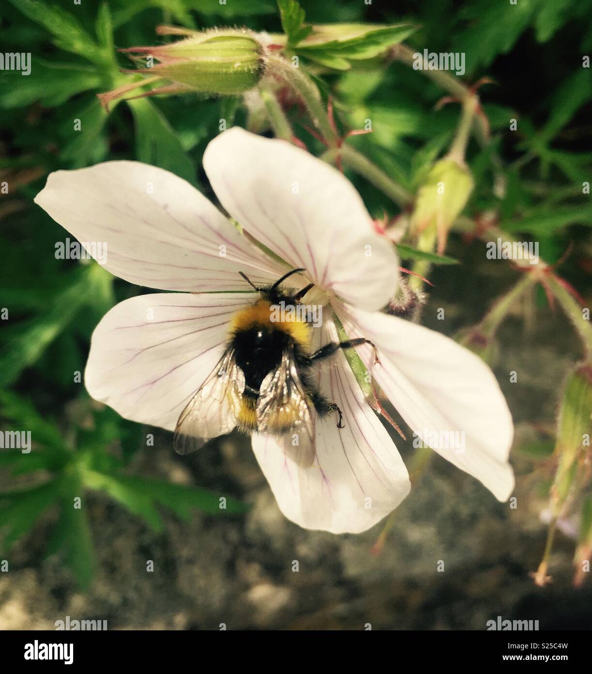Bumblebee on flower Stock Photo - Alamy