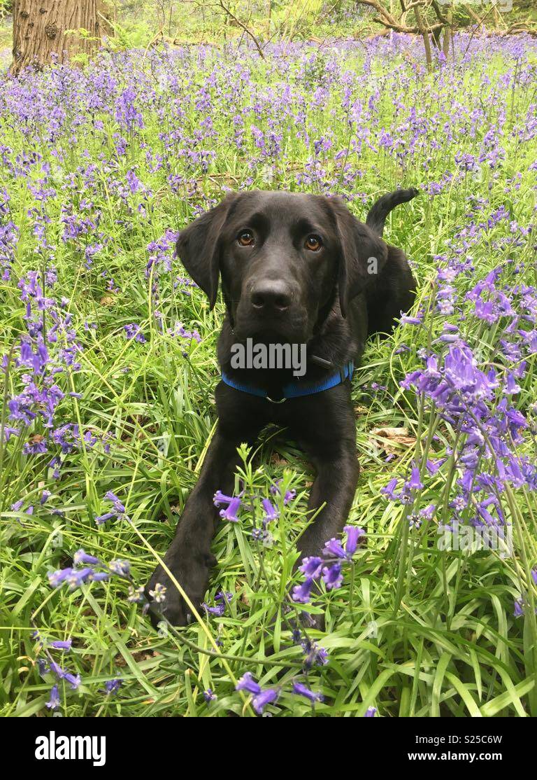 Radzi the Labrador cross German Sheppard enjoying the outdoors Stock ...